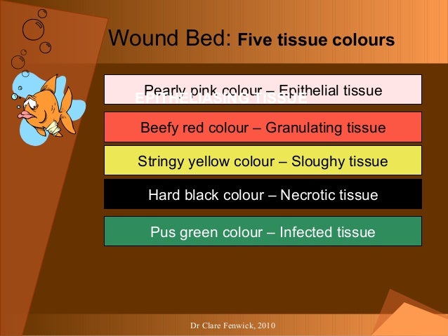 Wound physiology cf for pp