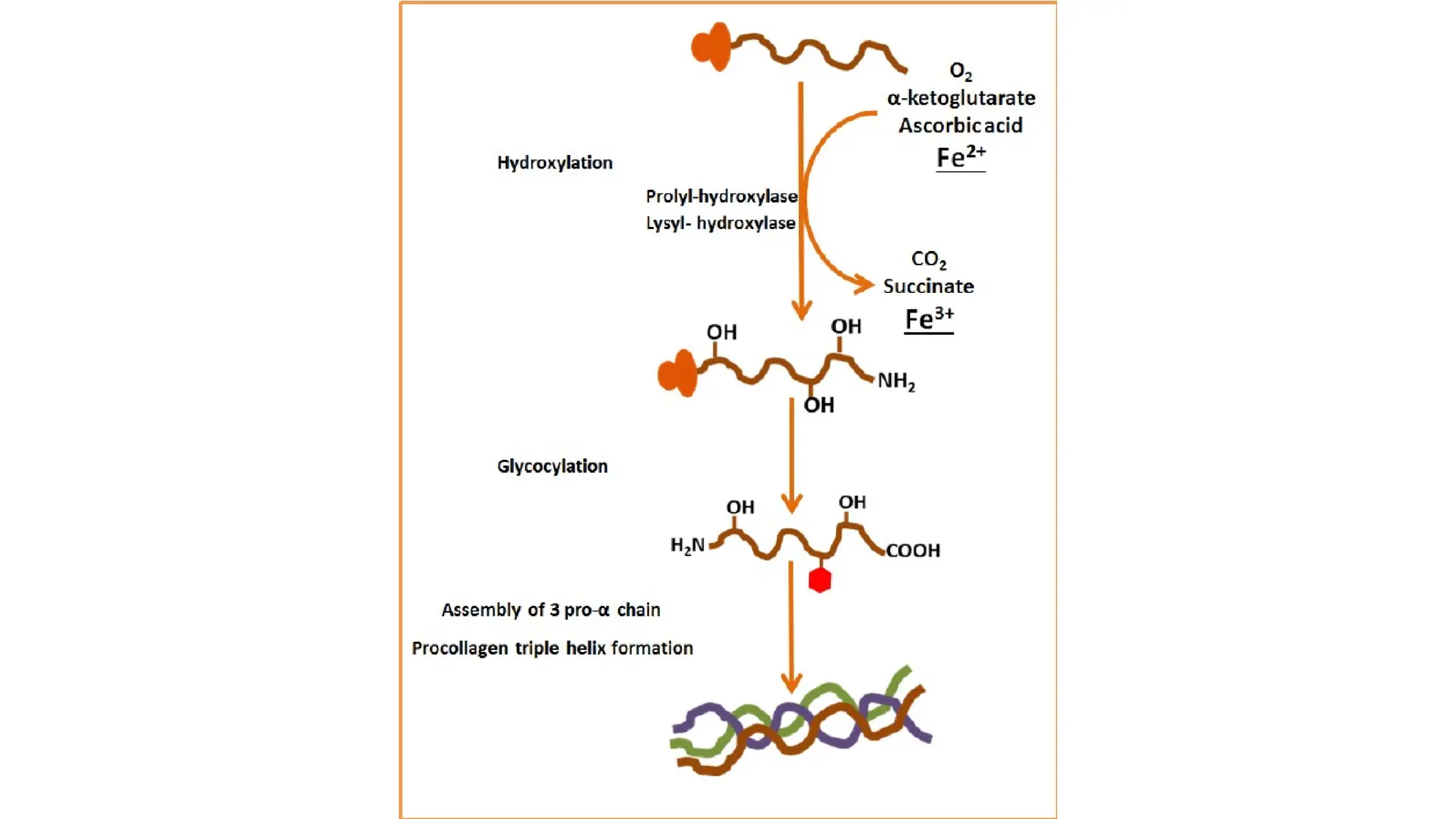 Pathophysiology of wound healing presentation .pptx