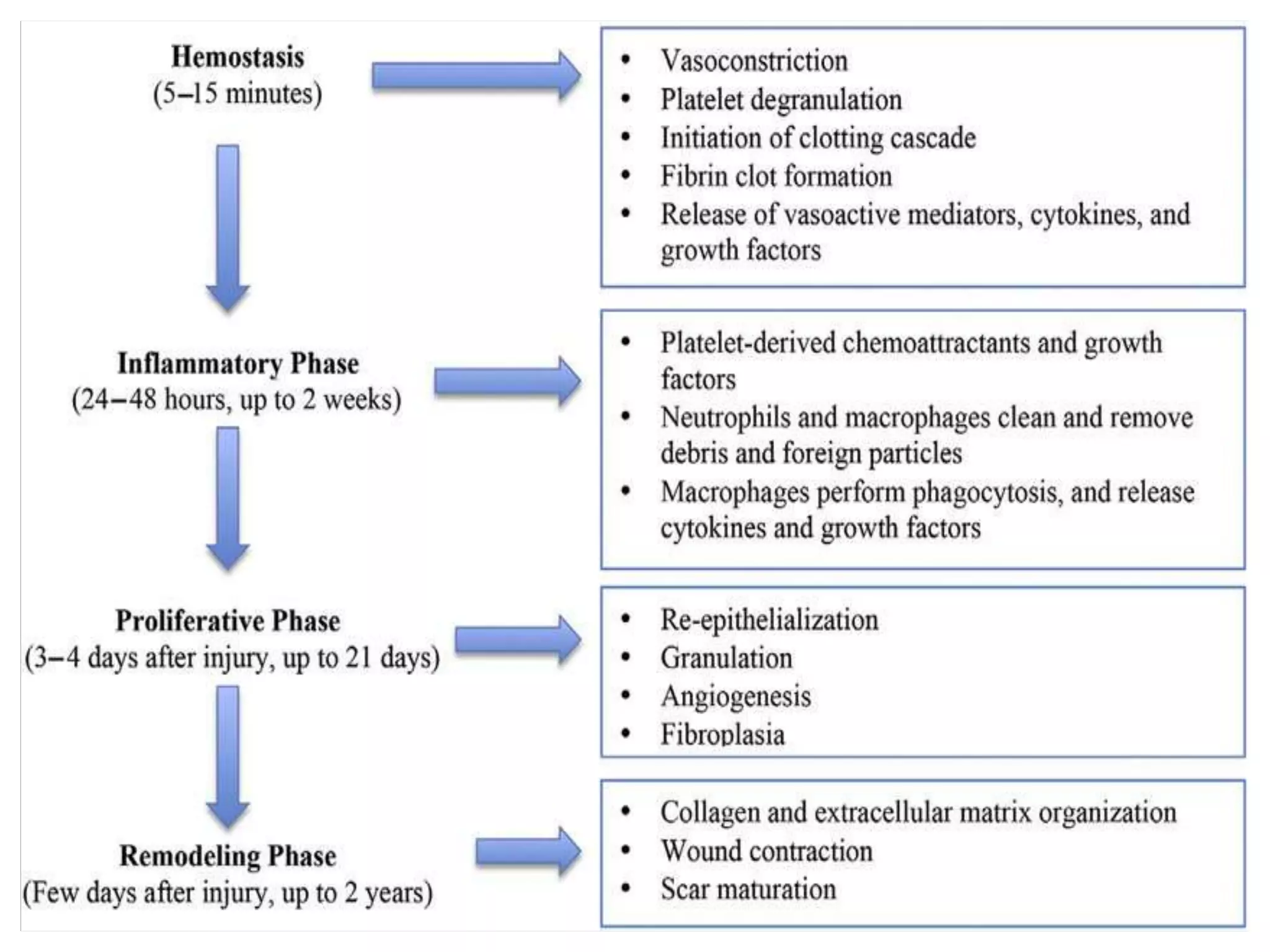 Wounds, healing and tissue repair | PPTX