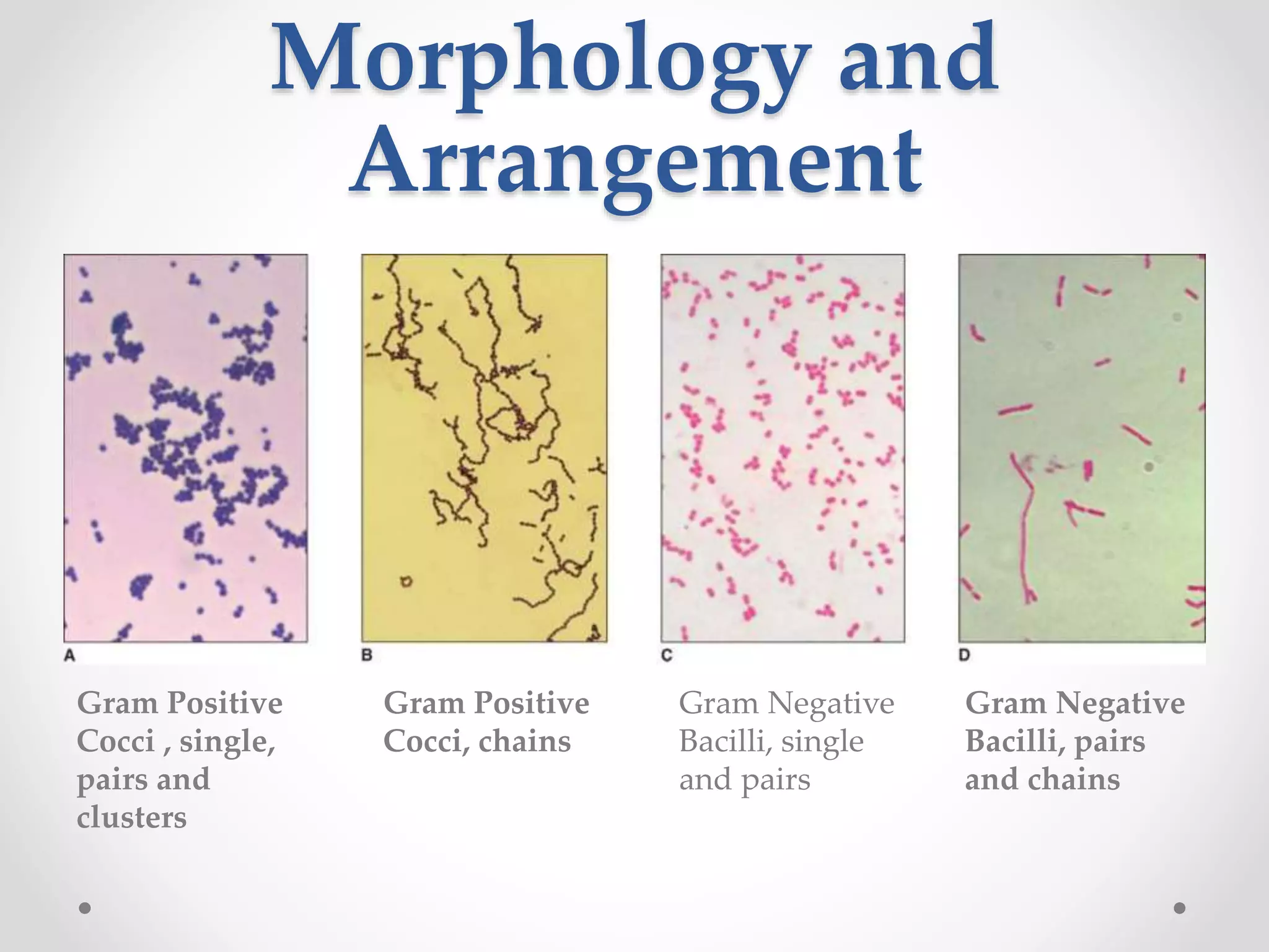Clinical Microbiology | PPTX