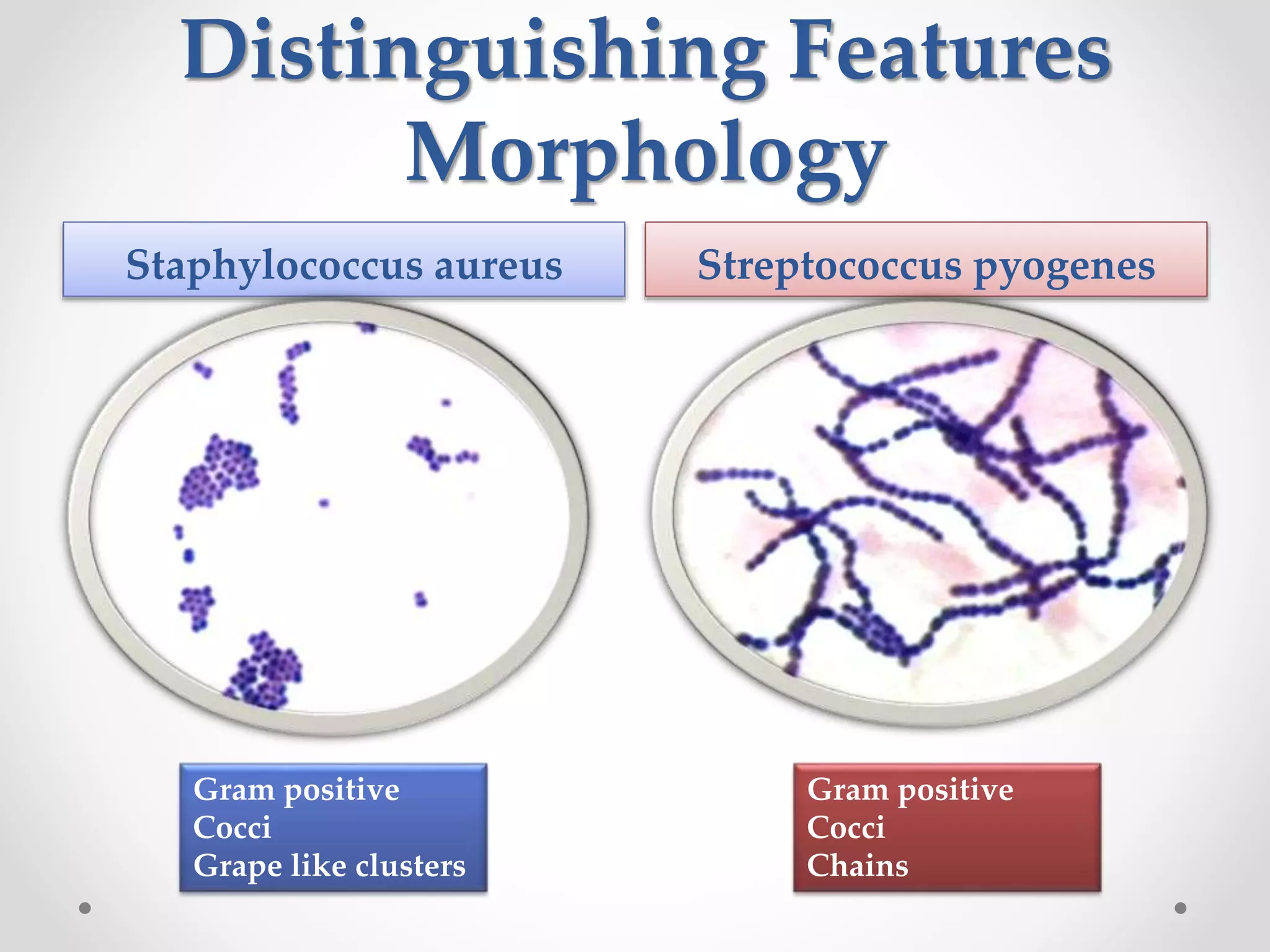 Clinical Microbiology | PPTX