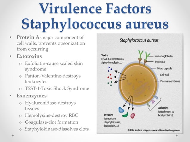 Wound Swab PowerPoint | PPT