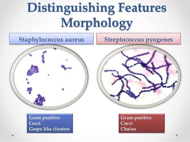 Wound Swab PowerPoint
