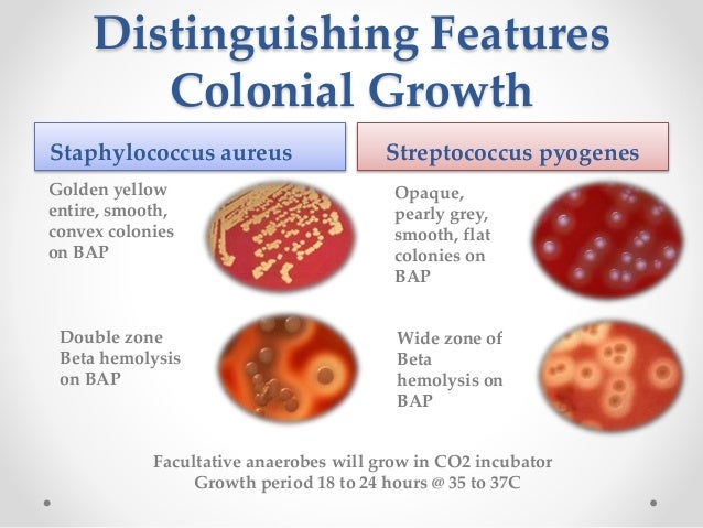 Wound Swab PowerPoint