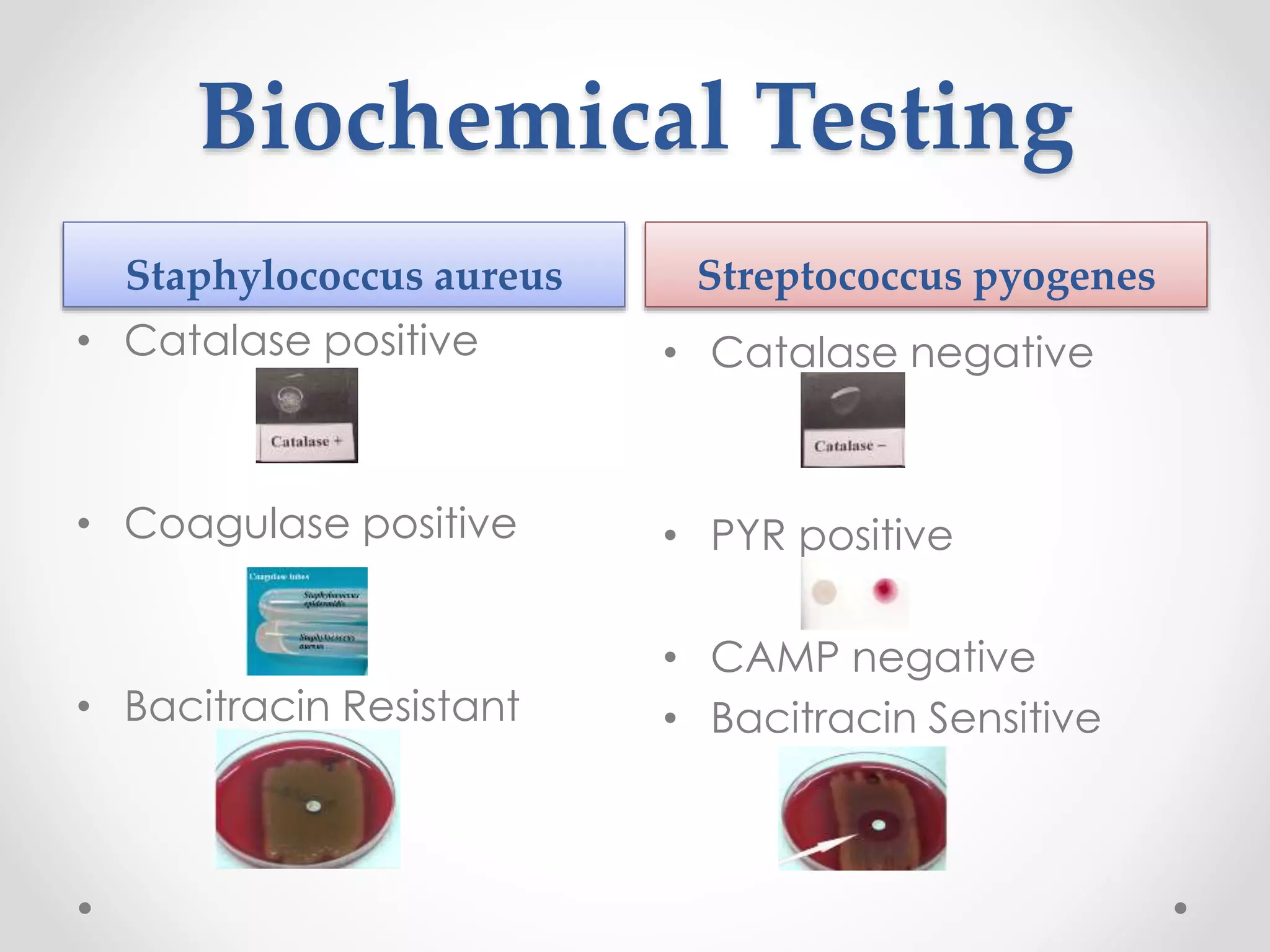 Wound swab mlt 2010 revised version | PPTX