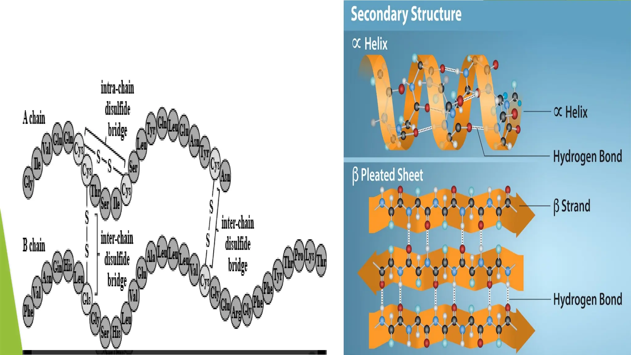 protein quaternary structure .pptxSAMAN 4.pptx