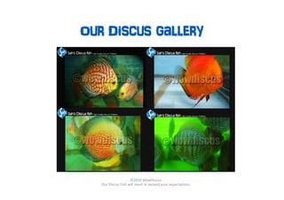 Wow Discus Profile | PDF | Agriculture | Industries