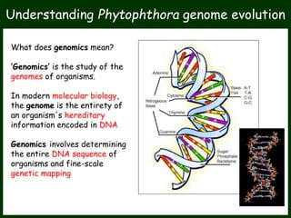 Wp4 Predicting risk via analysis of Phytophthora genome evolution | PPTX
