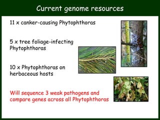 Wp4 Predicting risk via analysis of Phytophthora genome evolution | PPTX