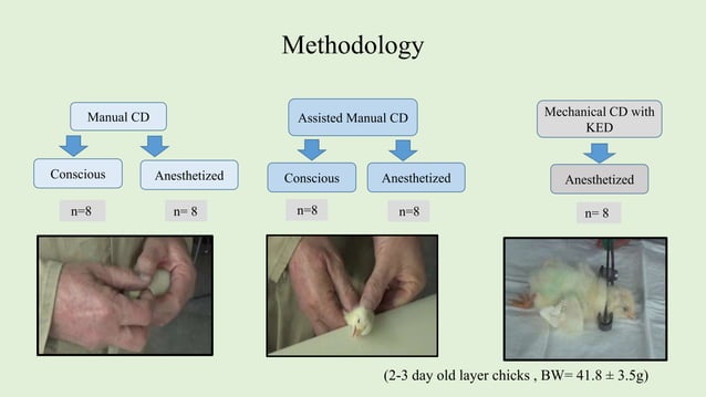 Efficacy of Koechner euthanizing device in comparison to manual ...