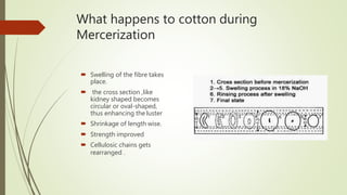 Mercerization | PPT
