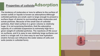 Physiology Colloids | PPTX