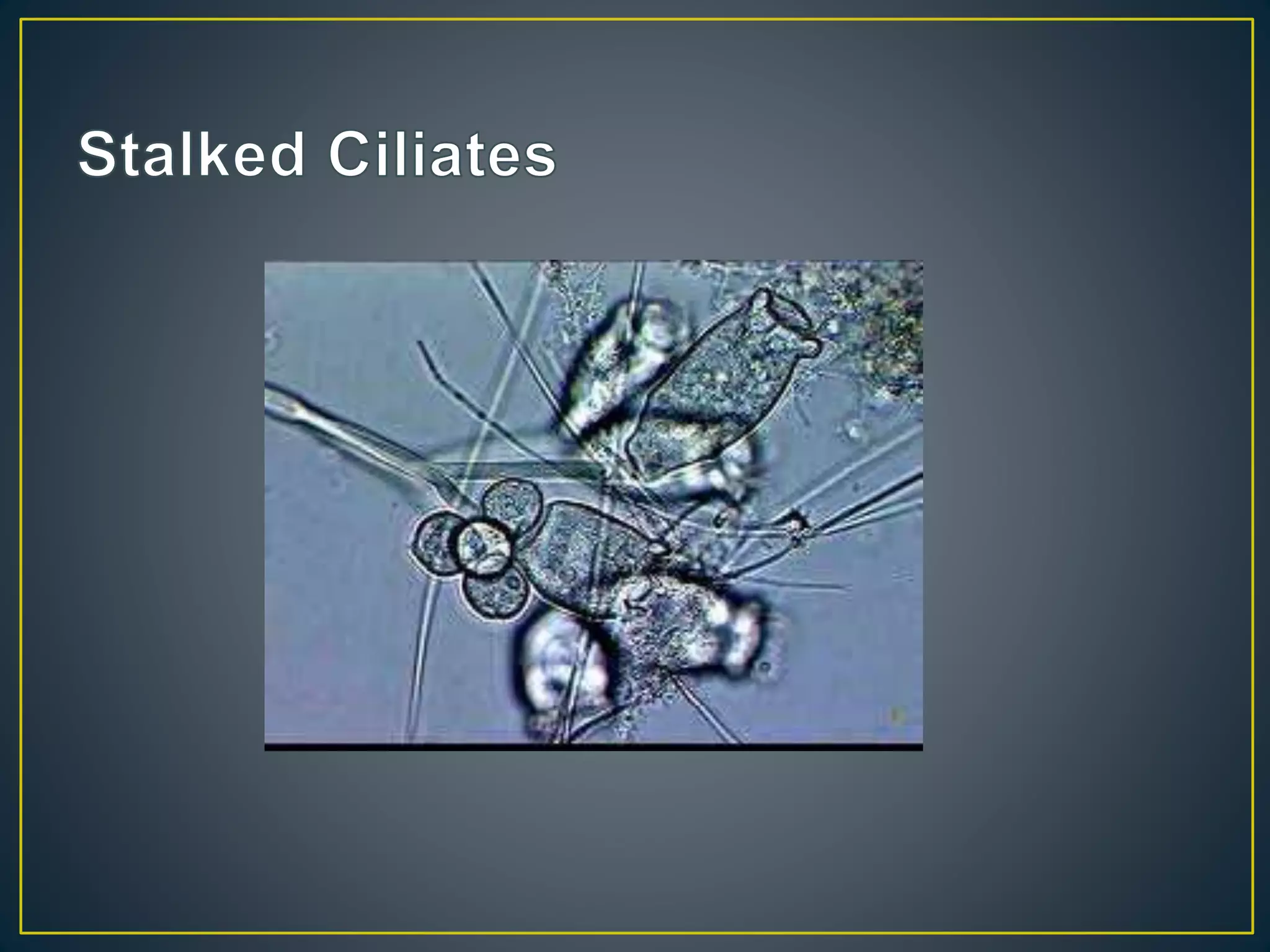 Wqm 207 specific bacteria | PPT