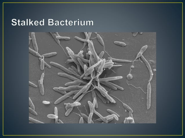 Wqm 207 specific bacteria | PPTX | Biological Sciences | Science