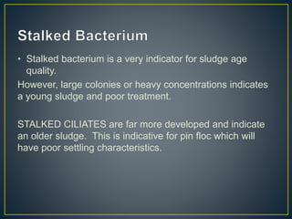 Wqm 207 specific bacteria | PPTX | Biological Sciences | Science