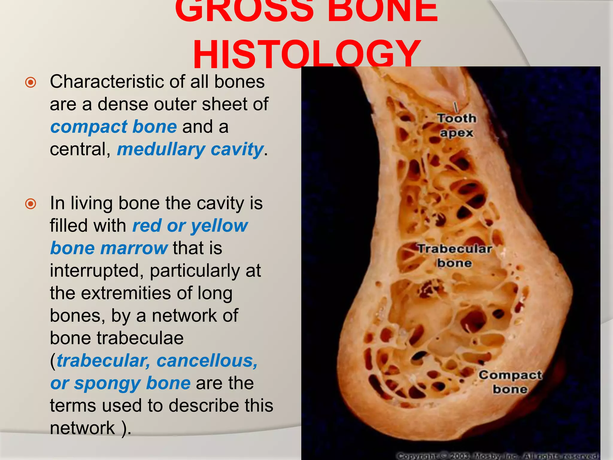 Bone : Basics | PPTX