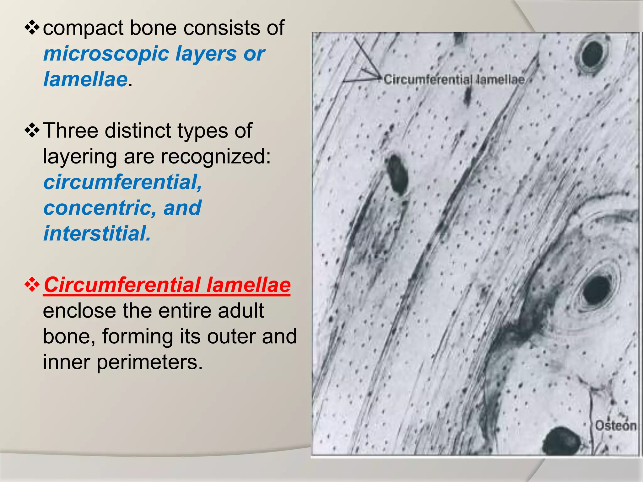Bone : Basics | PPTX