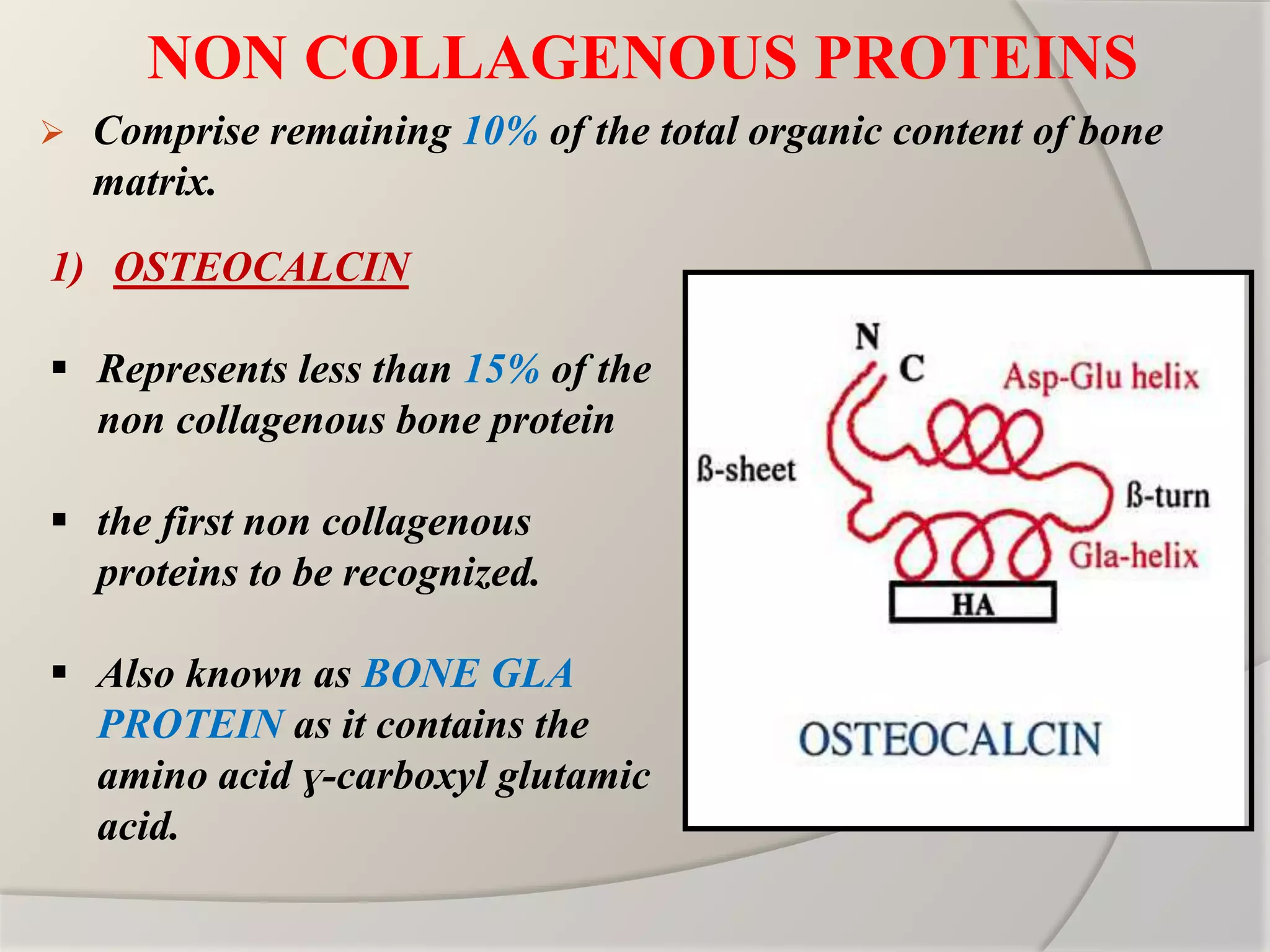 Bone : Basics | PPTX