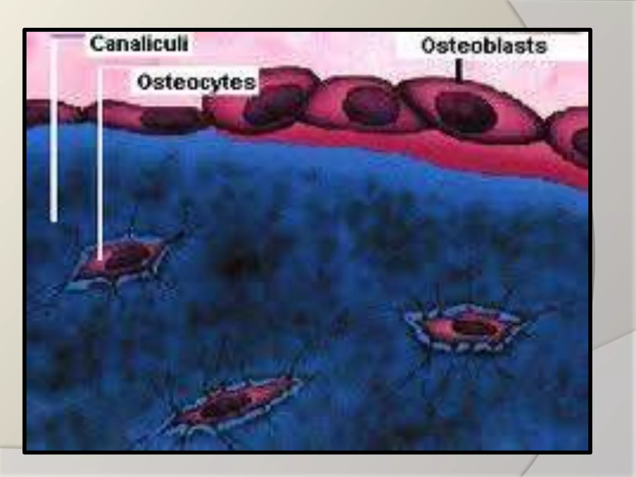 Bone : Basics | PPTX