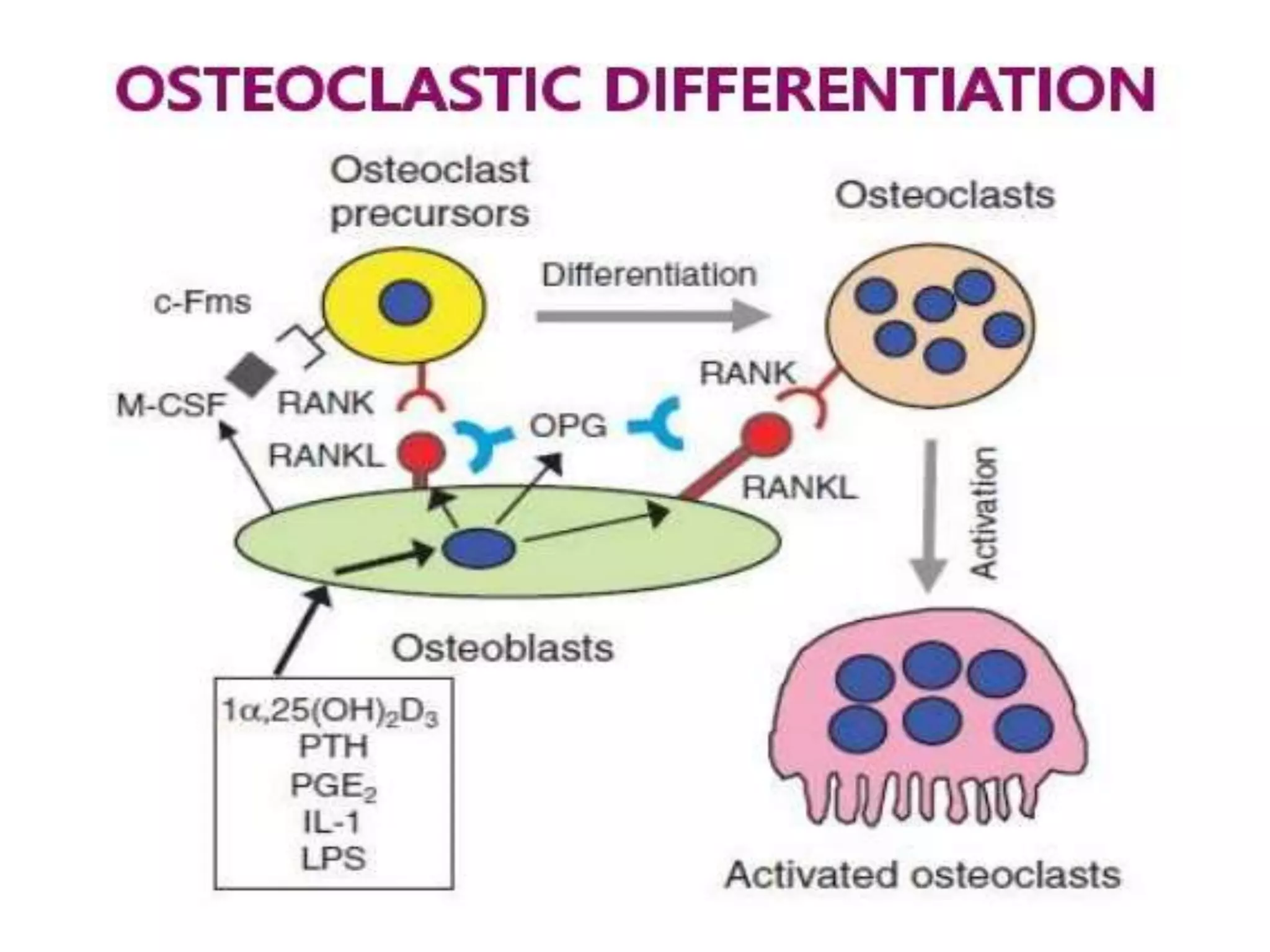 Bone : Basics | PPTX
