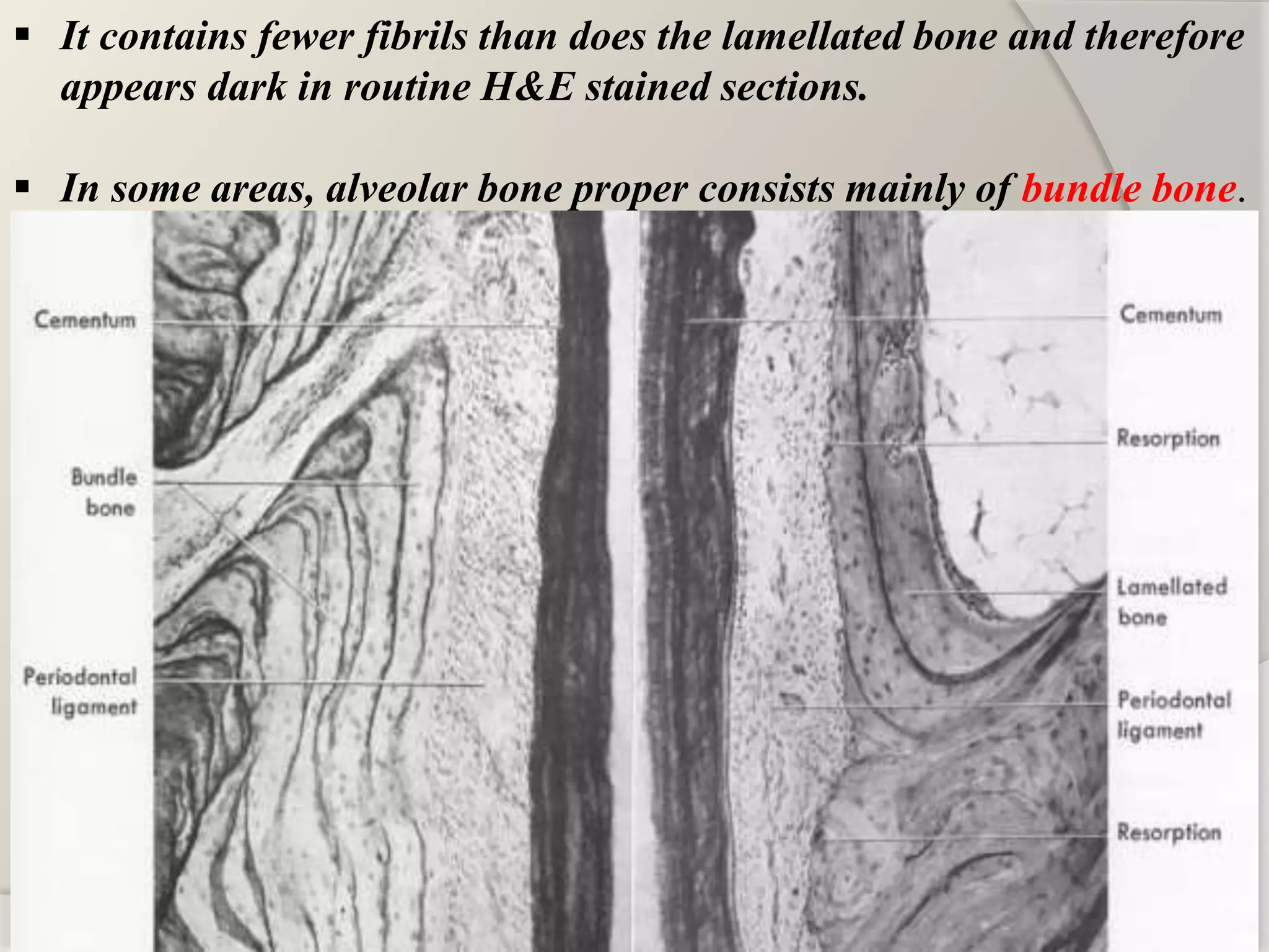 Bone : Basics | PPTX