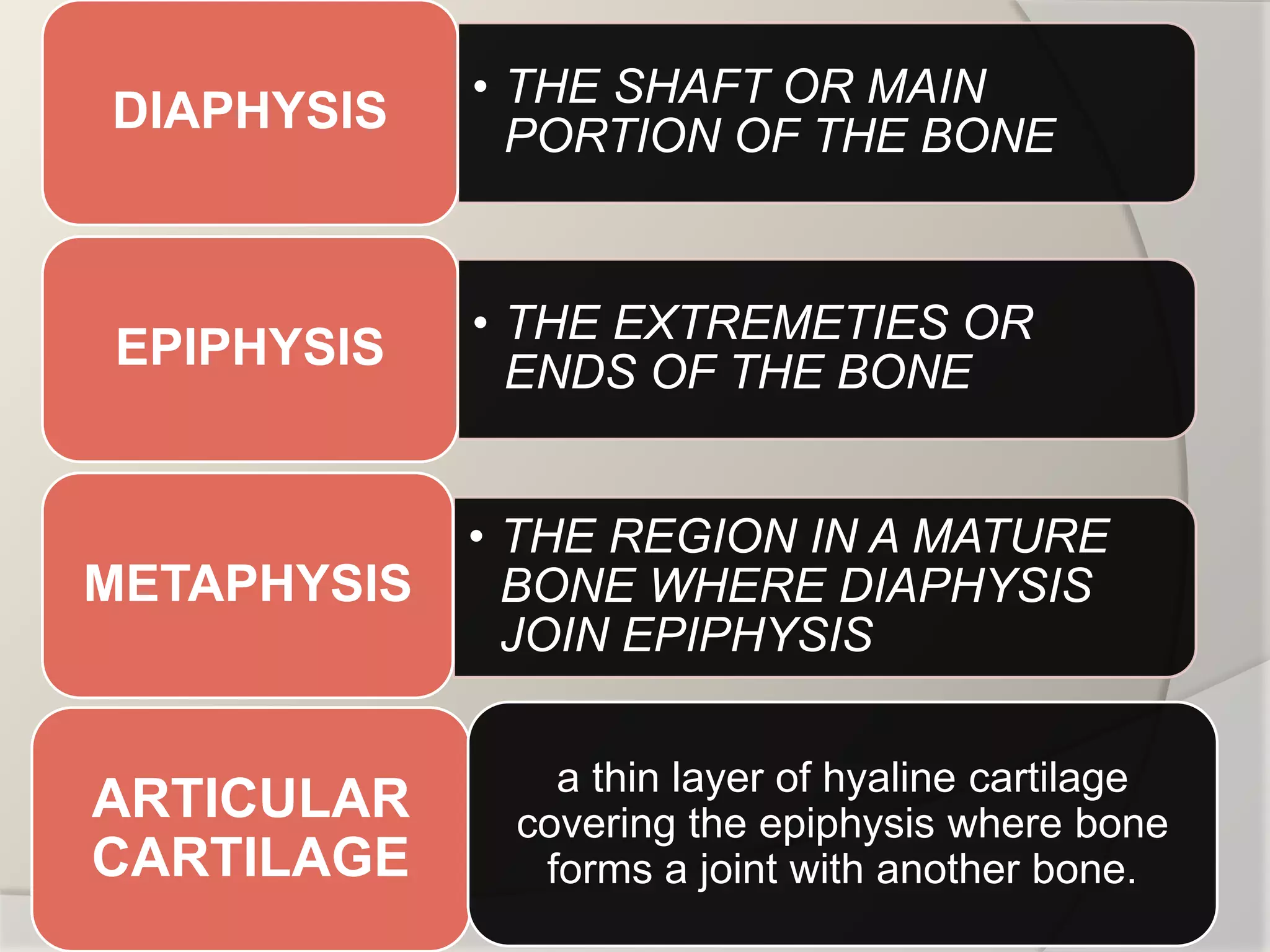 Bone : Basics | PPTX