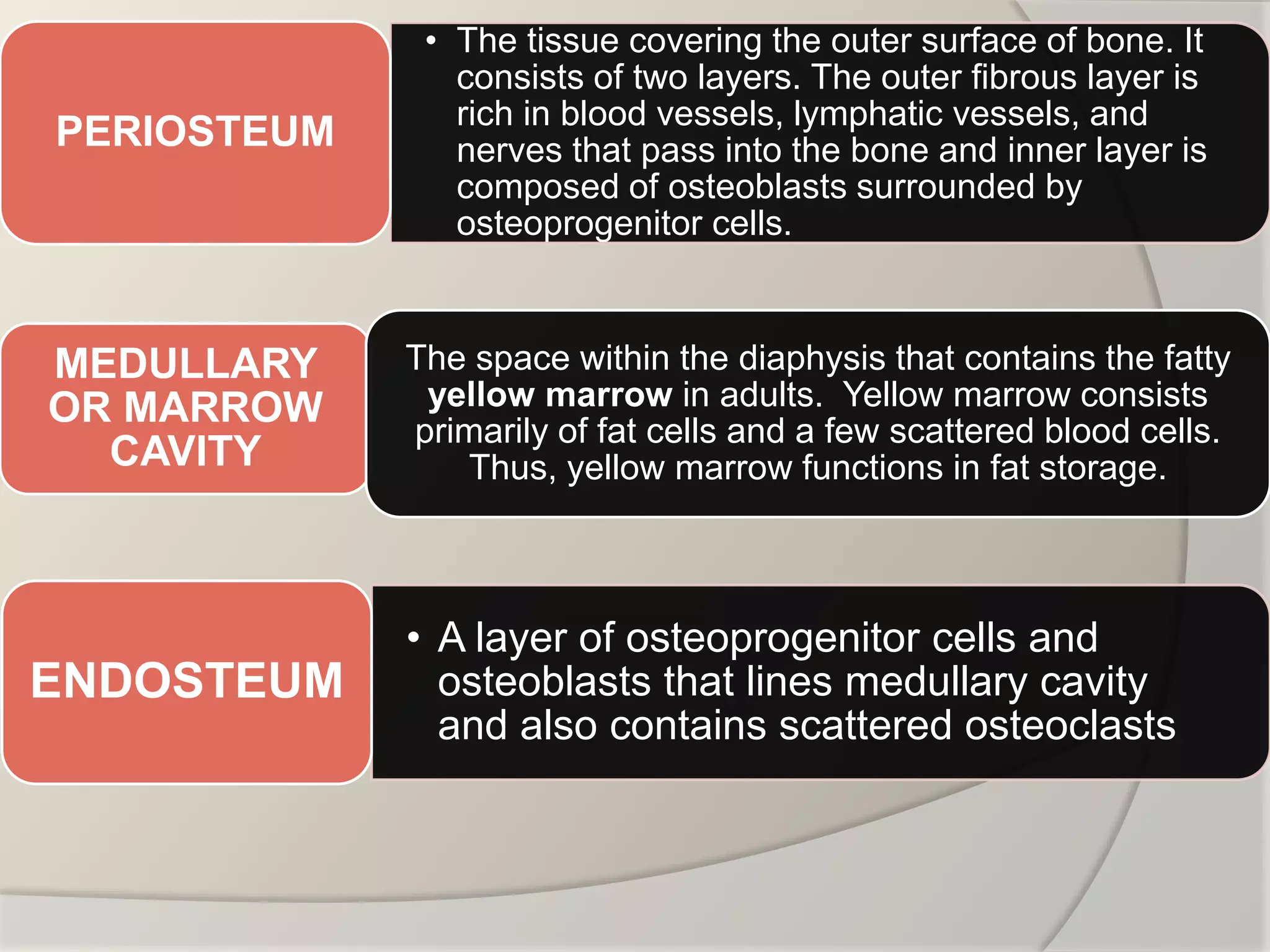 Bone : Basics | PPTX