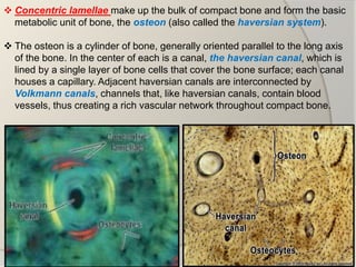 Bone : Basics | PPTX