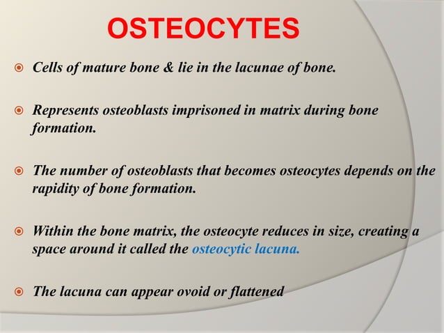 Bone : Basics | PPTX