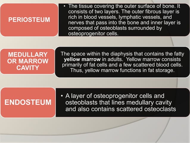 Bone : Basics | PPTX