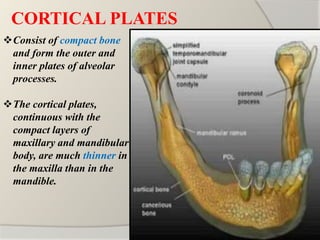 Cortical Plate Of Mandible