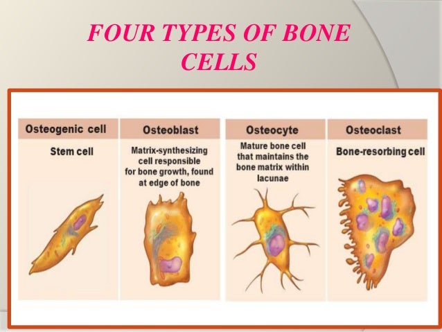 Types Of Bone Tissue Cells Pictures To Pin On Pinterest PinsDaddy Types Of Bone Tissue Cells Pictures To Pin On Pinterest PinsDaddy