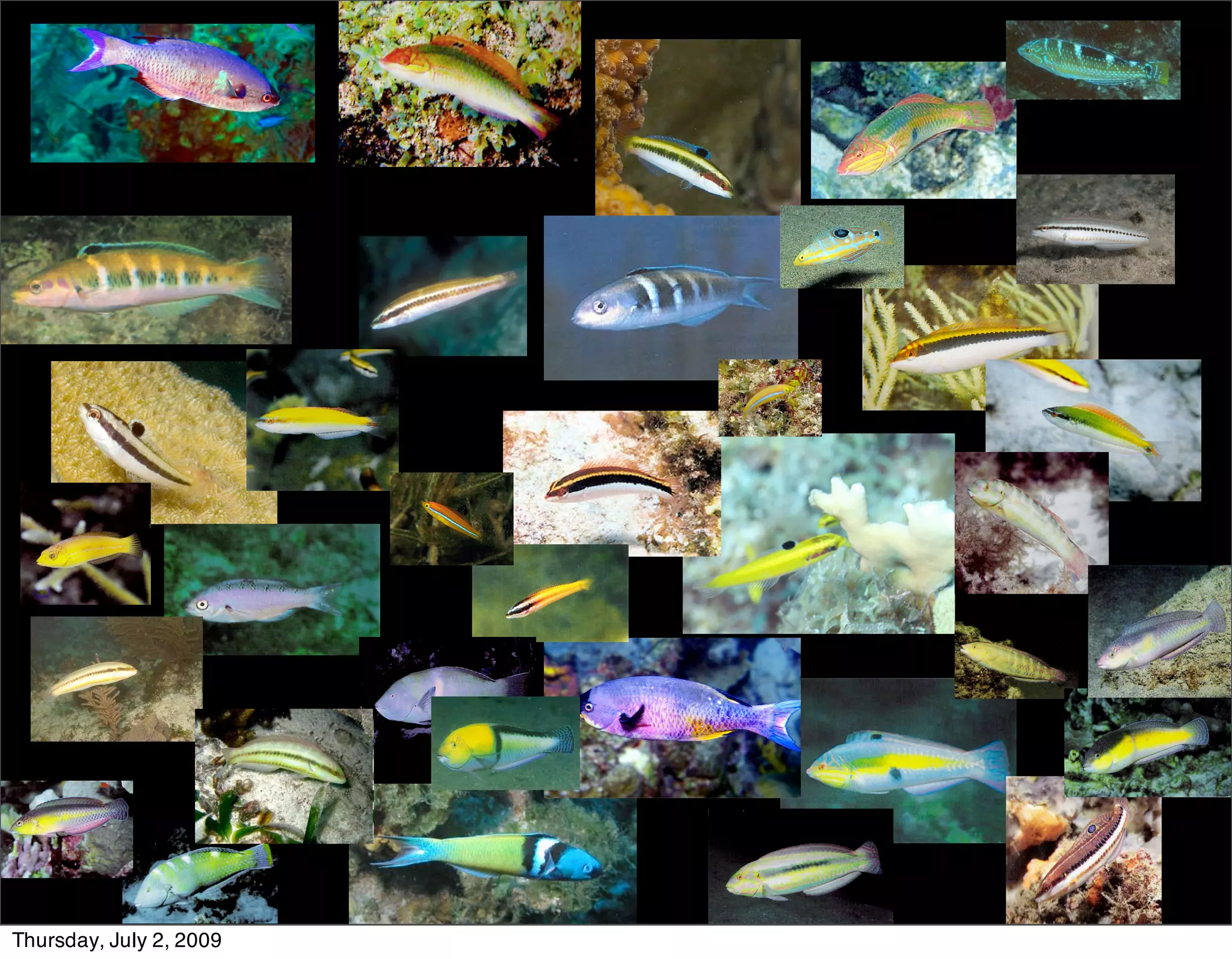 Wrasses | PDF