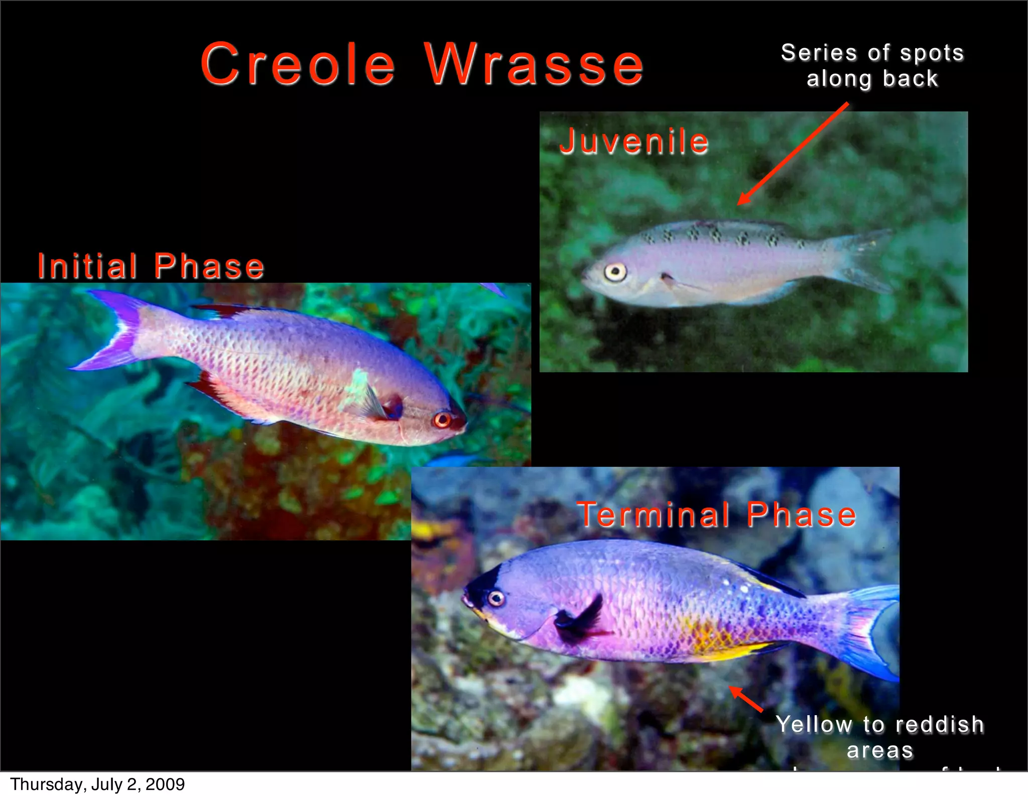Wrasses | PDF