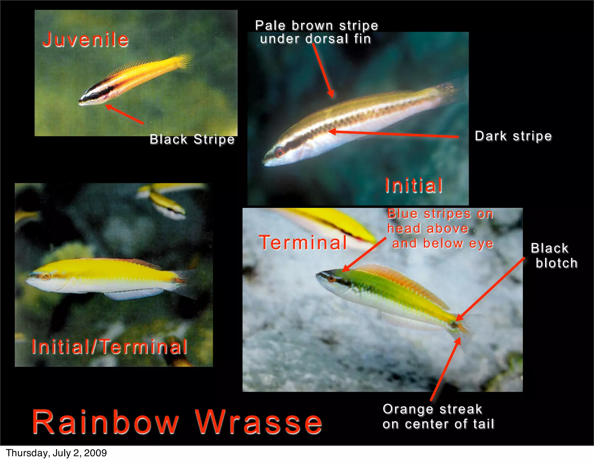 Wrasses | PPT