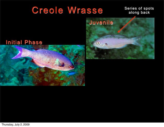 Wrasses | PPT