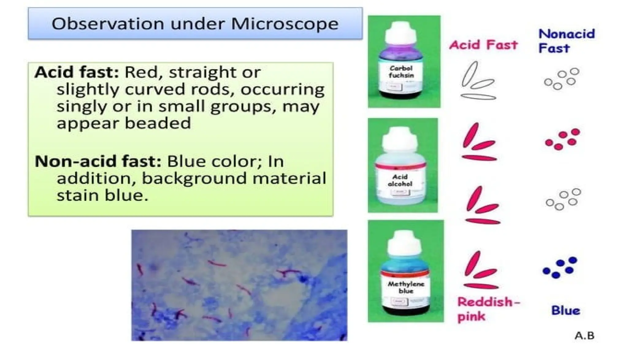 Identification of bacteria using staining techniques | PPTX