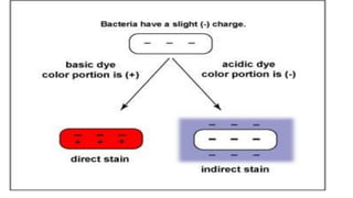 Identification of bacteria using staining techniques | PPTX