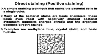 Identification of bacteria using staining techniques | PPTX