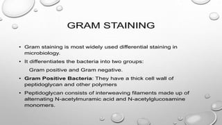 Identification of bacteria using staining techniques | PPTX