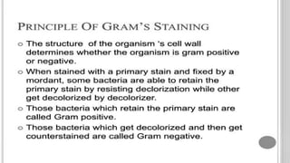 Identification of bacteria using staining techniques | PPTX