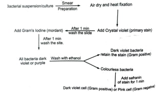 Identification of bacteria using staining techniques | PPTX