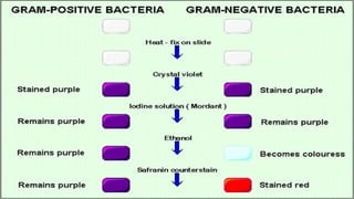 Identification of bacteria using staining techniques | PPTX