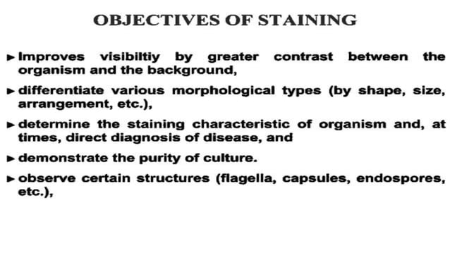 Identification of bacteria using staining techniques | PPTX
