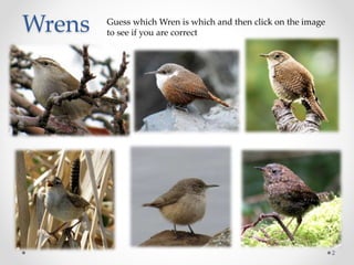 Wrens | PPT
