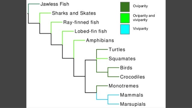 Why don't humans lay eggs? : r/NoStupidQuestions