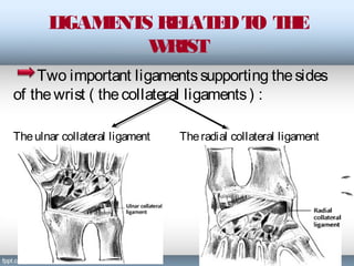 Wrist | PPT