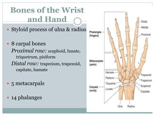 Wrist and Hand - a Review | PPTX