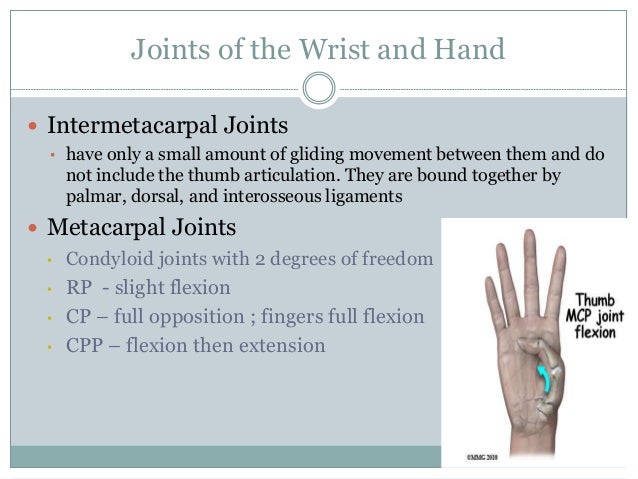 Intermetacarpal Joint