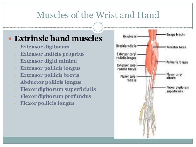 Wrist and Hand - a Review